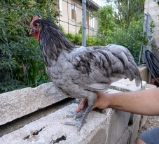 Gallo australorp 