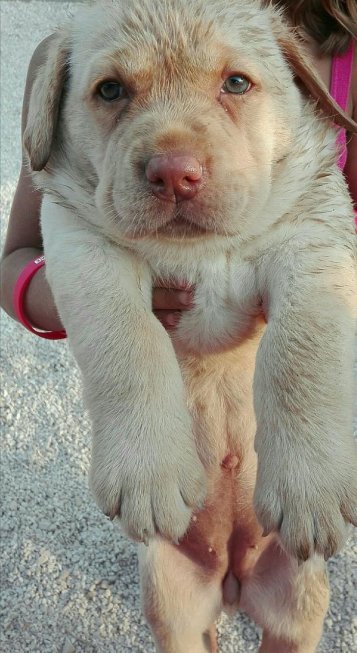 CUCCIOLI LABRADOR RETRIEVER