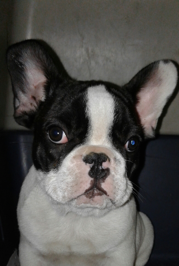 BOULEDOGUE FRANCESE