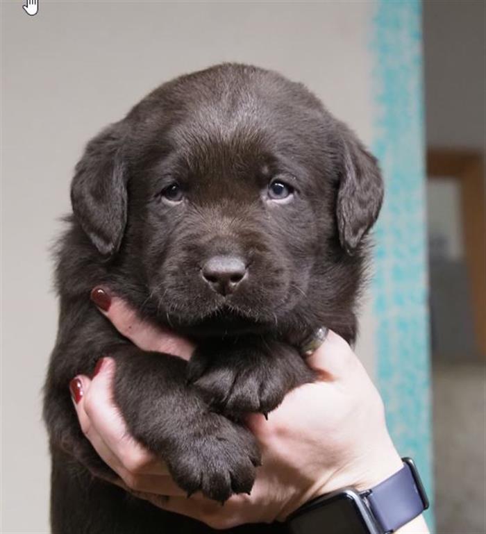 LABRADOR CUCCIOLI CHOCOLATE