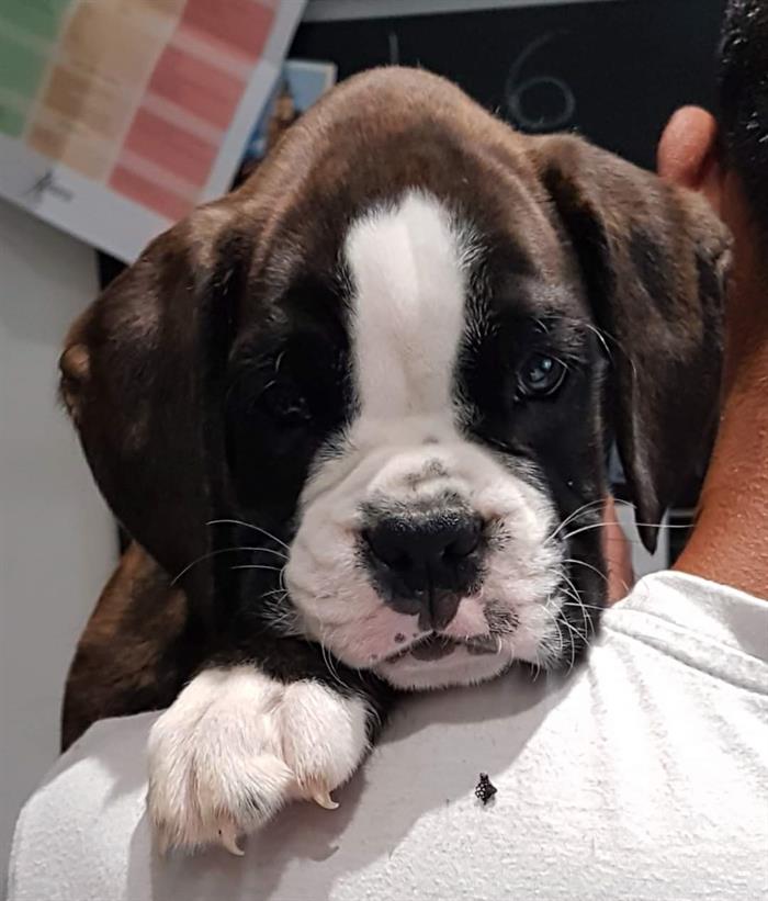 CUCCIOLI DI BOXER