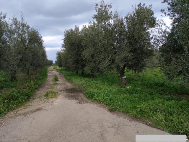 Terreno agricolo in vendita a cerignola zona torre giulia