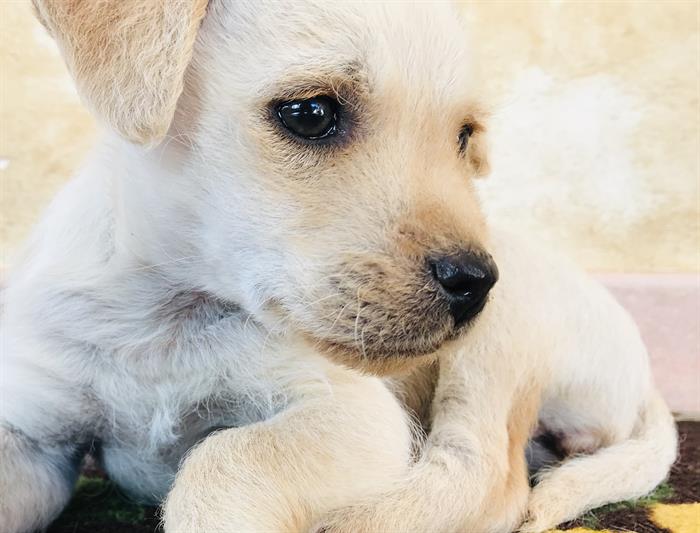 REGALO CUCCIOLOTTI