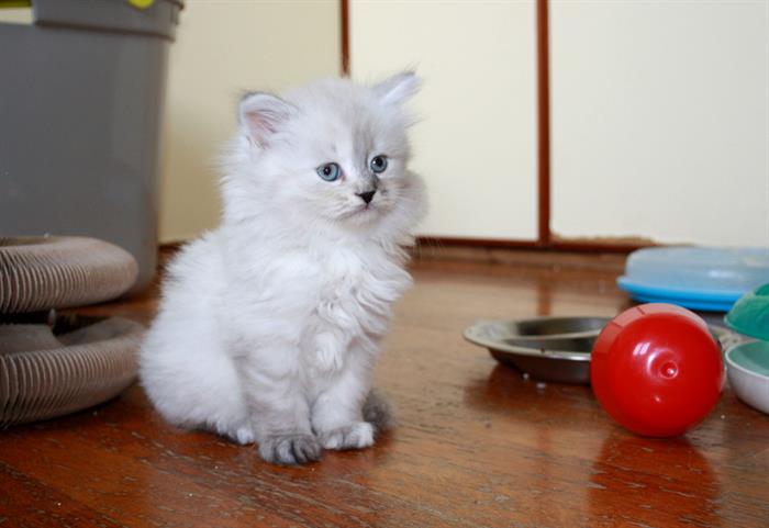 CUCCIOLI DI GATTO SIBERIANO