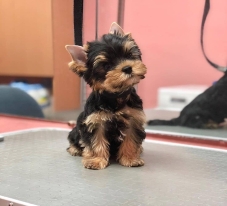 Abbiamo 2 Yorkie per buone case.  Ci sono 1 maschio e 1 femmina. 