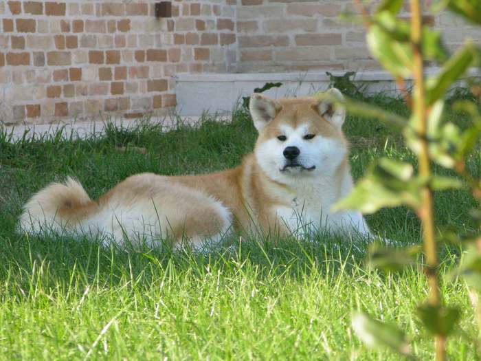 AKITA INU CUCCIOLI