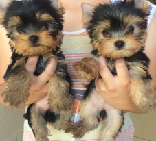 Bellissimi cuccioli di yorkshire terrier