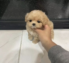 MALTIPOO MINI TOY