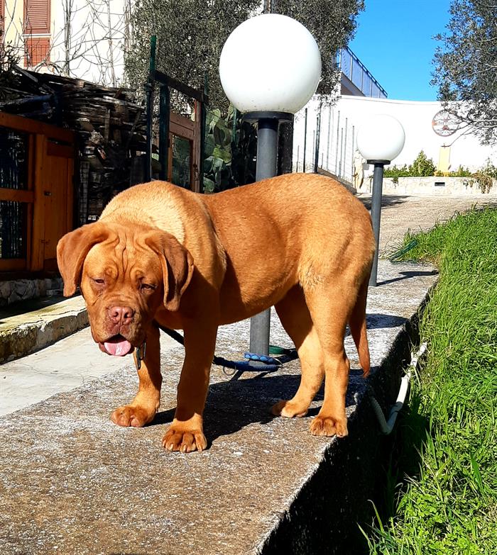 CUCCIOLA DI DOGUE DE BORDEAUX