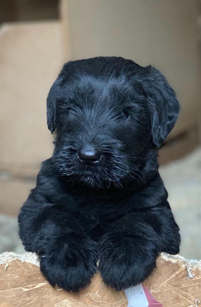 CUCCIOLI SCHNAUZER GIGANTE NERO