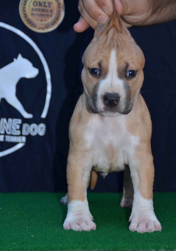 AMERICAN STAFFORDSHIRE TERRIER