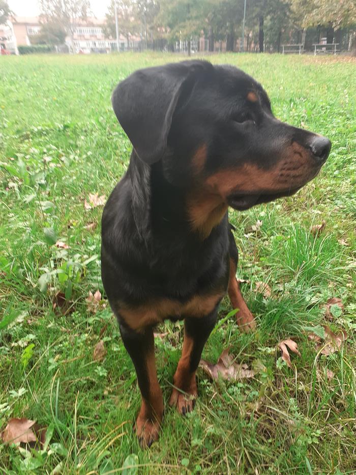 CUCCIOLO ROTTWEILER