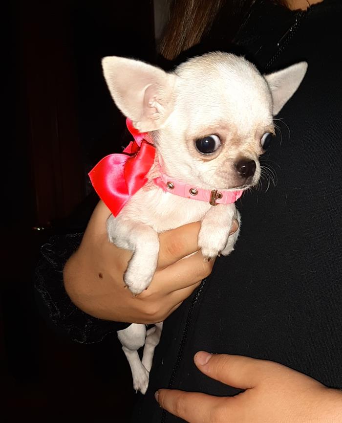 CHIHUAHUA FEMMINA