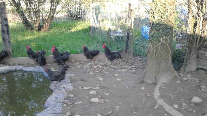 PULCINI AUSTRALORP NERI