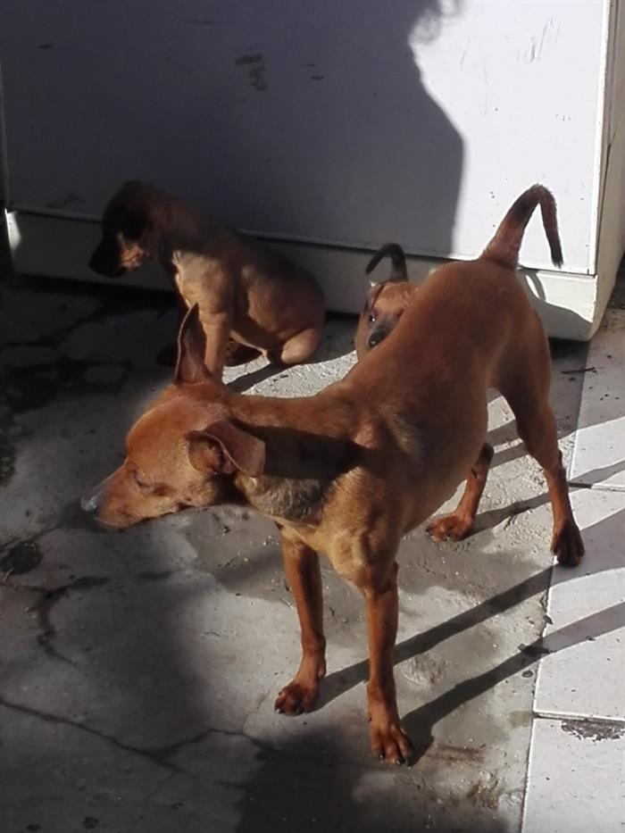 PINSCHER