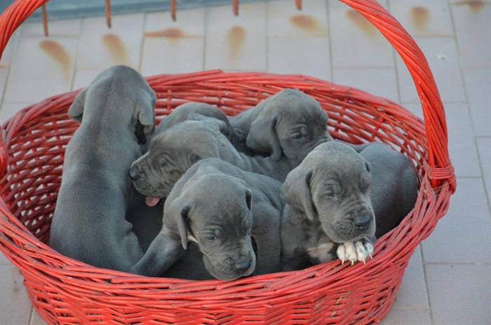 CUCCIOLI ALANO BLU