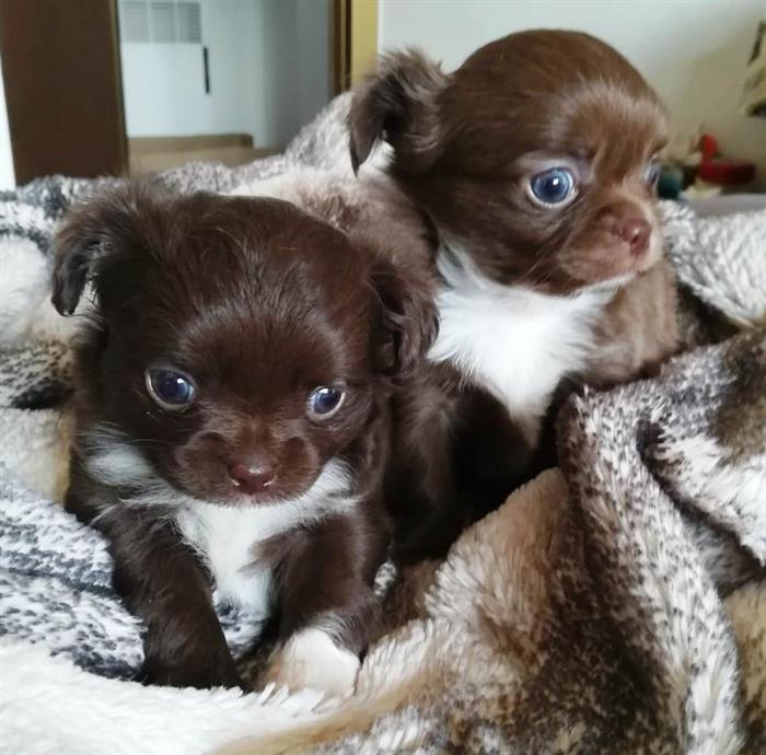 CHIHUAHUA TOY CHIOCOLATE