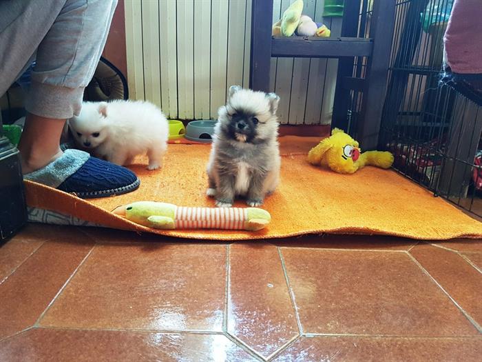 CUCCIOLI VOLPINO DI POMERANIA