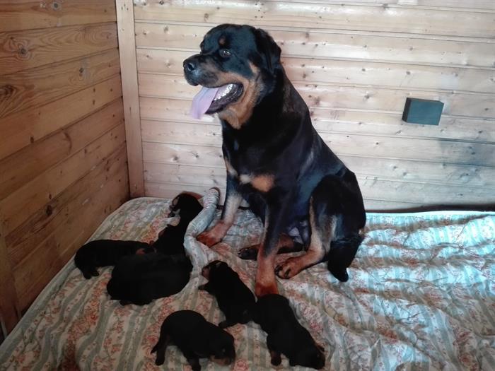 ROTTWEILER