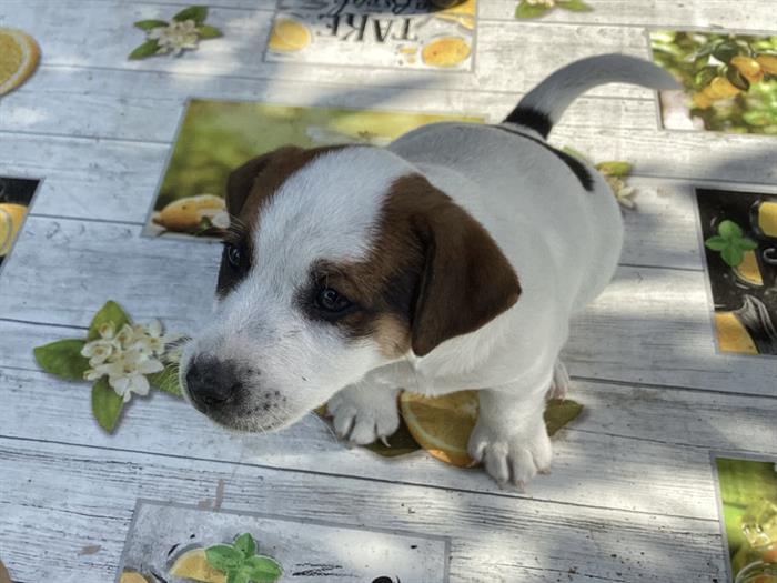 JACK RUSSEL MASCHIO