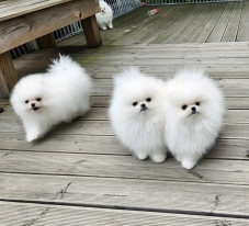 Cuccioli di mini pomeraniani per Natale