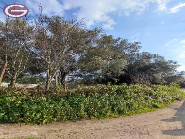 Terreno agricolo in vendita a taurianova semicentrale