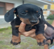 Cuccioli di bassotto tedesco nano