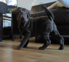 Cuccioli di Shar Pei