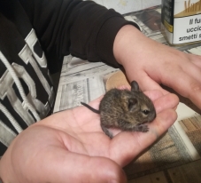 Vendo degu