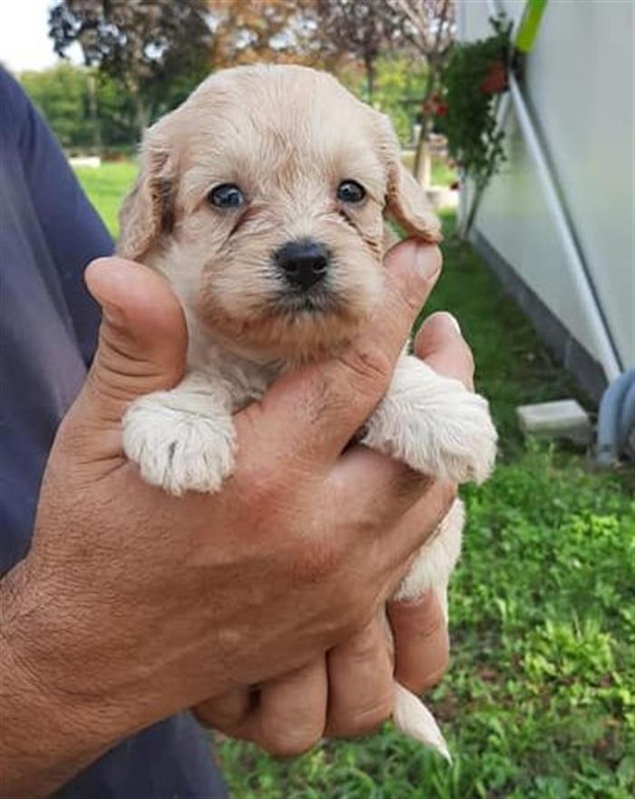 CUCCIOLI DI MALTIPOO