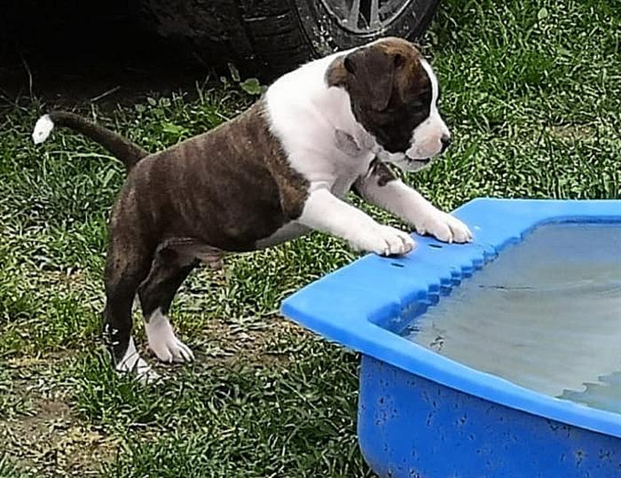 AMERICAN STAFFORDSHIRE TERRIER