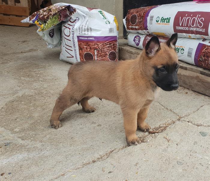 CUCCIOLI DI PASTORE BELGA MALINOIS