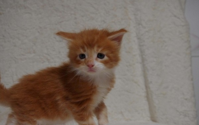 GATTINO DI MAINE COON