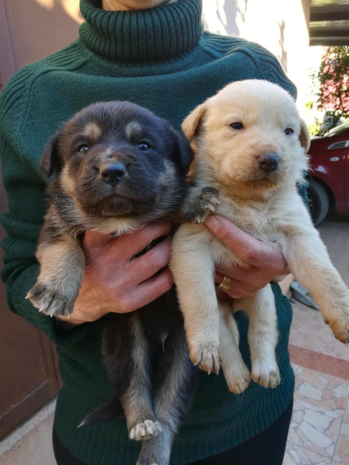 CUCCIOLI METICCI IN REGALO