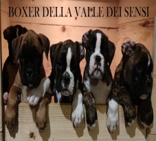 VENDO BOXER- CUCCIOLI DI BOXER VENDO A TREVISO- VENDO BOXER-ALLEVAMENTI BOXER IN VENETO-CUCCIOLI VENDO BOXER VENDO