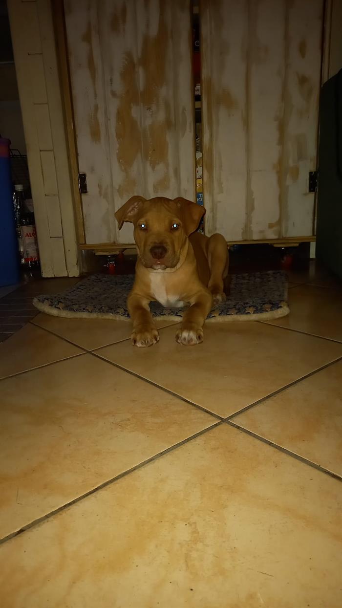 CUCCIOLO AMSTAFF