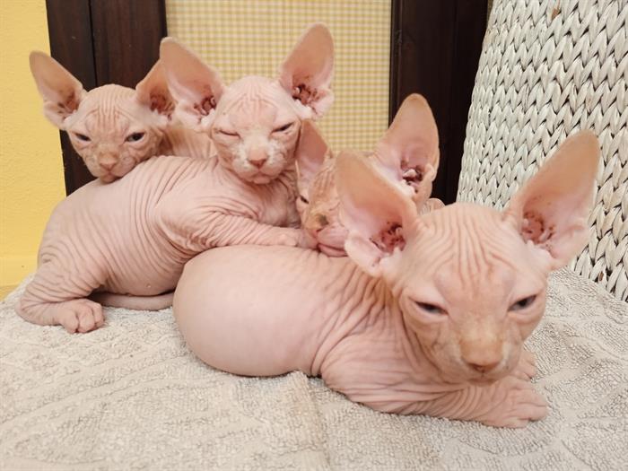 GATTINI SPHYNX