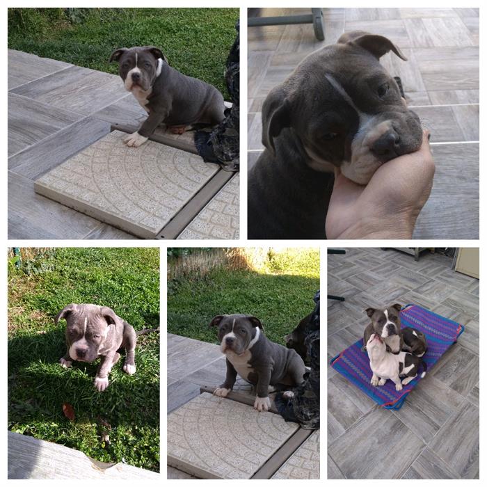 AMERICAN BULLY FEMMINA BLUE