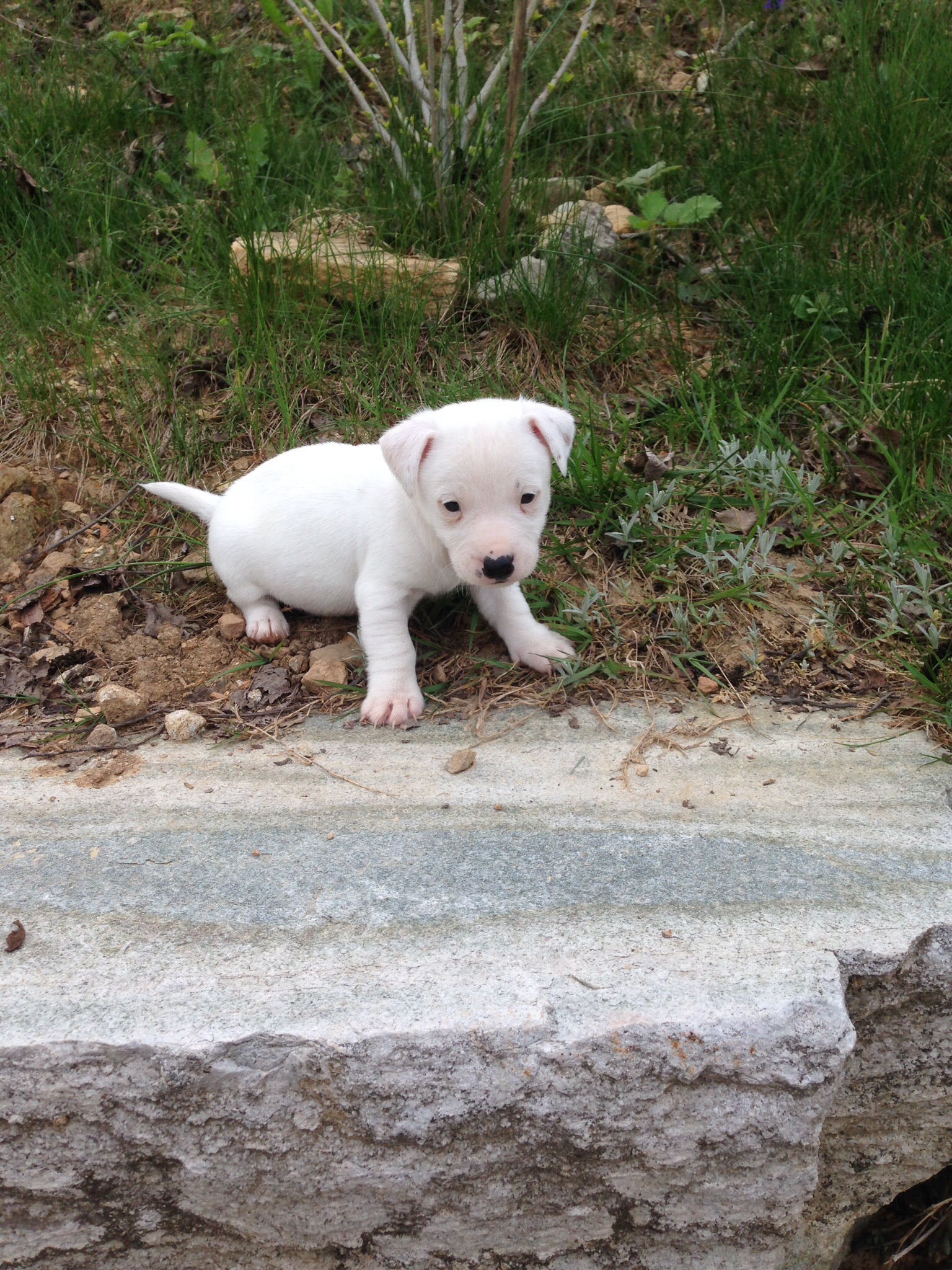 JACK RUSSELL TERRIER CON PEDIGREE ROI