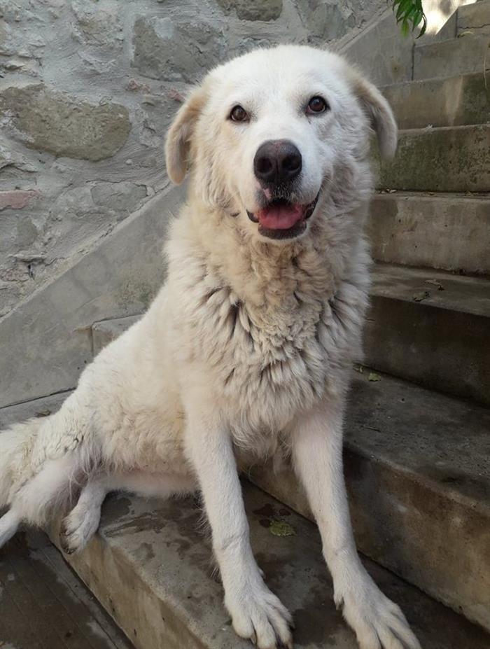 QUEEN SPLENDIDA MAREMMANA ABRUZZESE