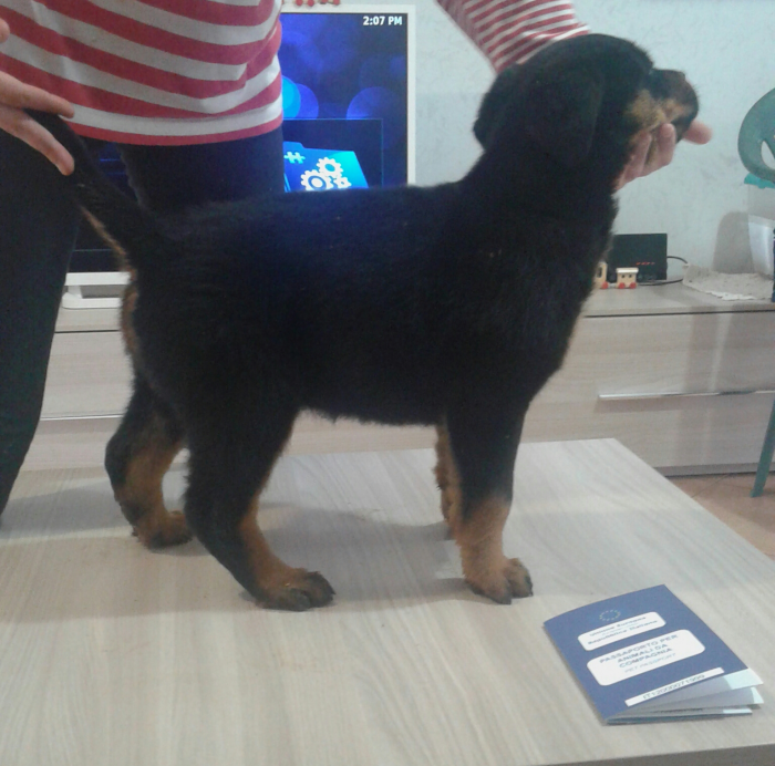 CUCCIOLA DI ROTTWEILLER