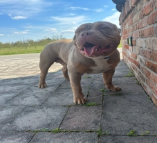 American bully monta accoppiamento