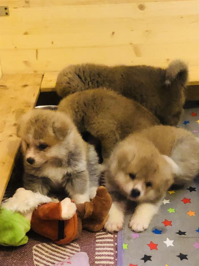 CUCCIOLI DI AKITA INU