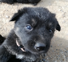 VENDO CUCCIOLI PASTORE TEDESCO DA LAVORO