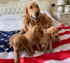 Cuccioli Golden Retriever linea americana