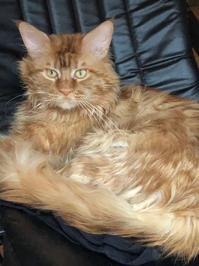 ACCOPPIAMENTO MAINE COON