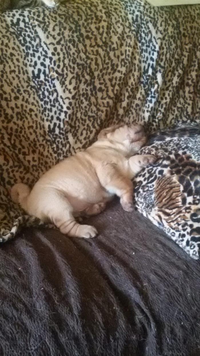 CUCCIOLO DI SHAR-PEI