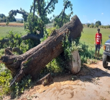 Tronchi di quercia