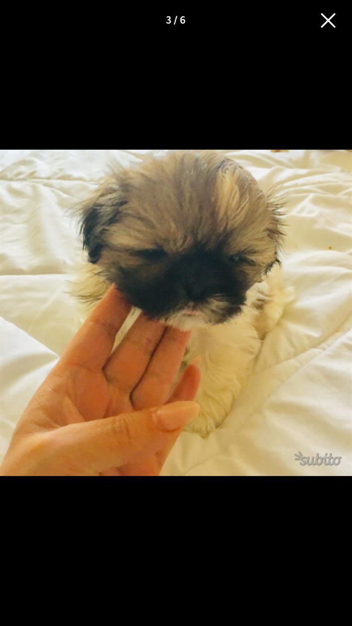 CUCCIOLA SHIH-TZU