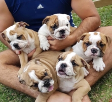 Simpatici cuccioli di Bulldog inglese